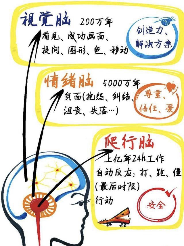 Understand the magical three brains of human beings and help educate ...