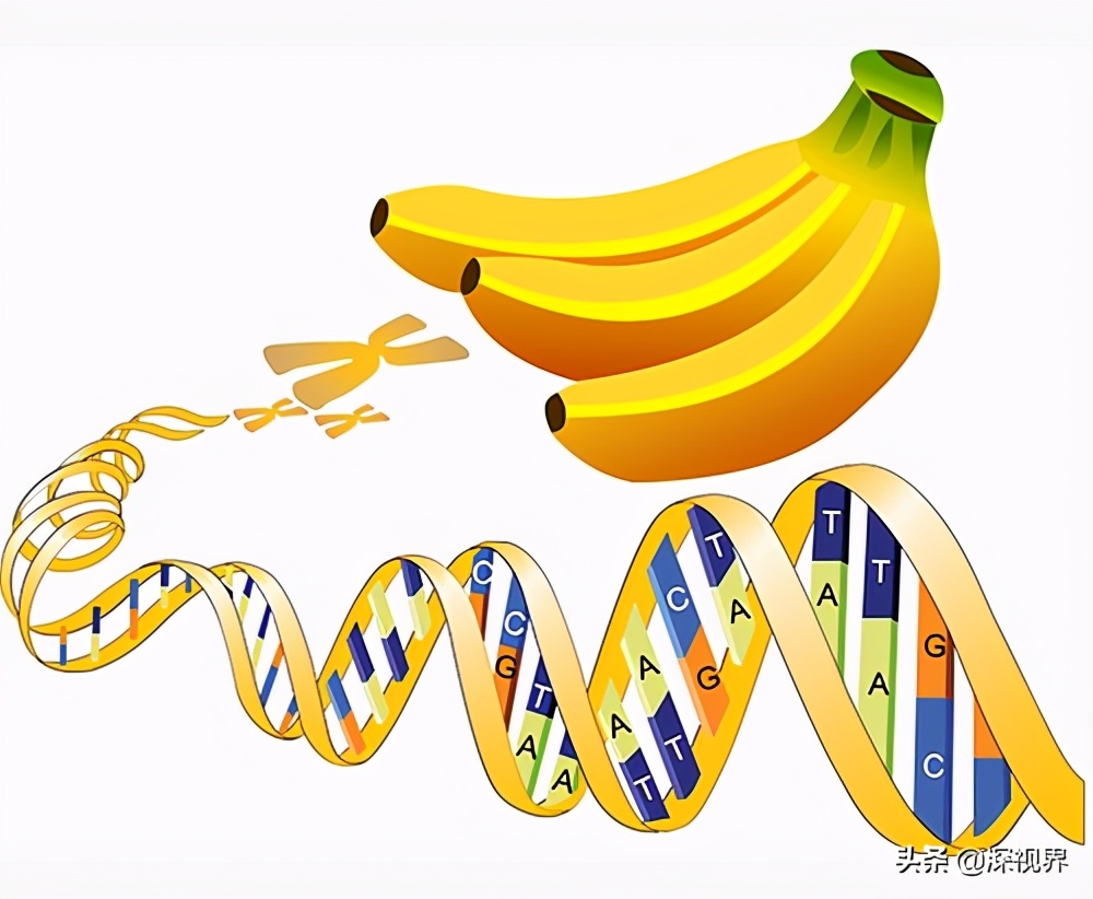 Why does banana have human genes? Just look at DNA, you are more than ...