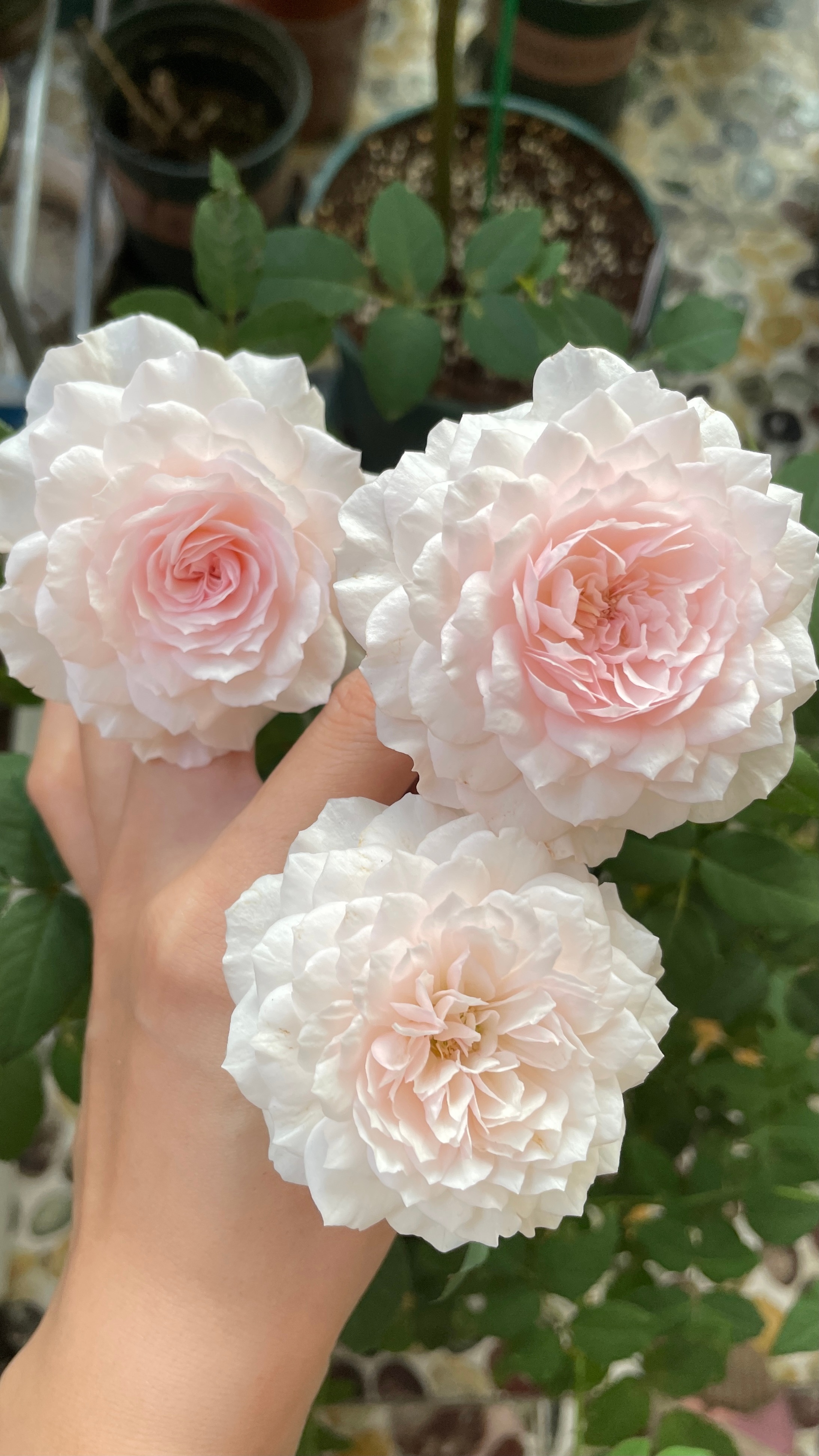 Does your balcony still have a place?Raise a "Misaki" tree, there are ...