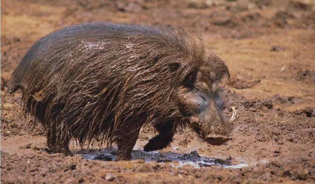 The pig is the nemesis of the snake?Snakes are one of the animals most ...