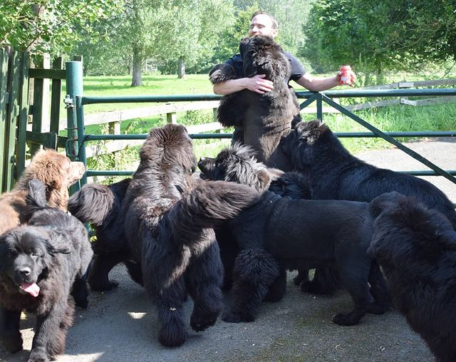 The British couple has 8 giant dogs weighing more than 100 kilograms ...