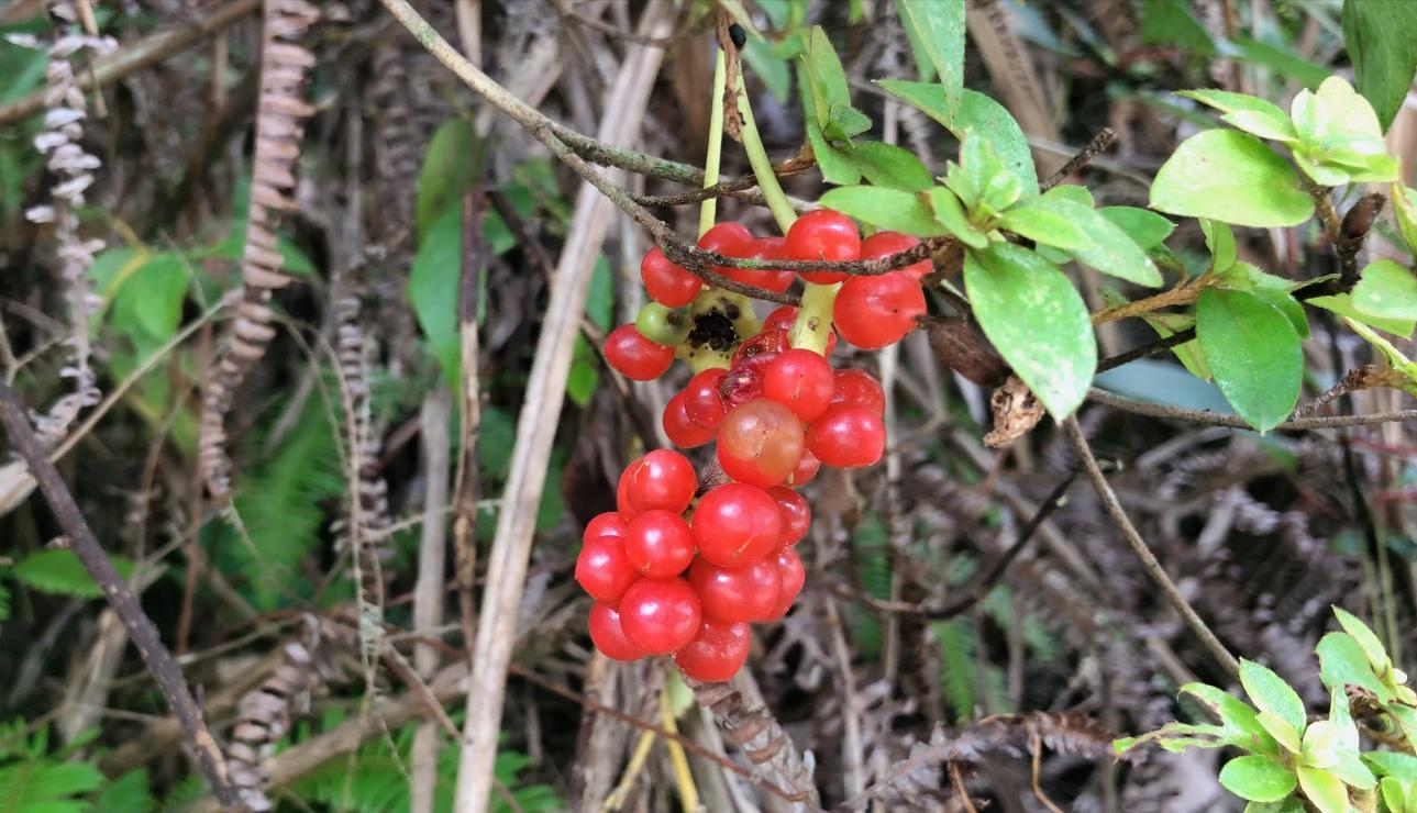 This wild fruit in the countryside turned out to be Schisandra!It was ...