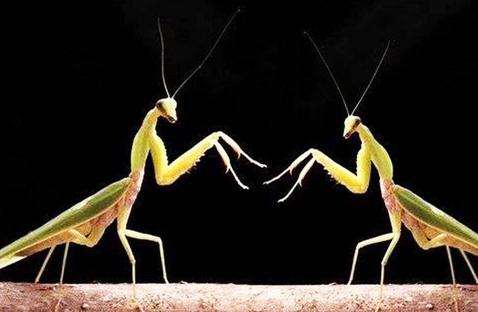 After mating: Why does the female praying mantis eat the male praying ...