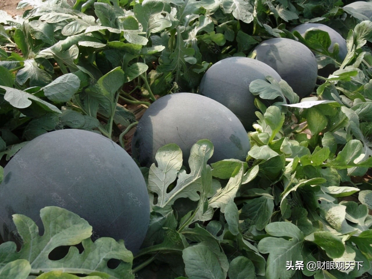 Subvert your perception of Xinjiang fruits () - iNEWS