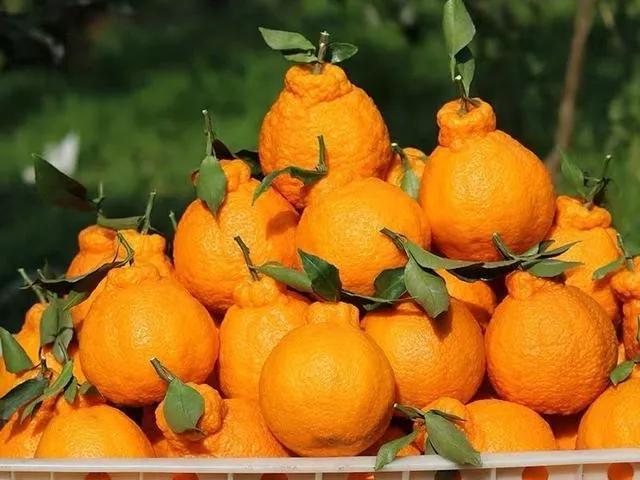 When buying oranges, you must distinguish between ugly oranges and rake ...