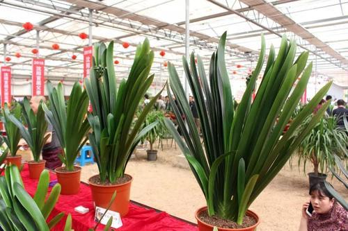 To grow a good Clivia, you must first grow the roots. The four things ...