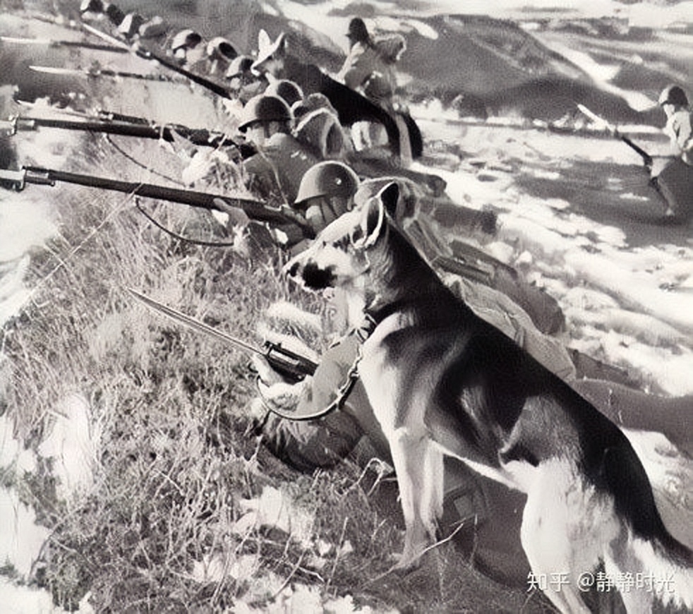 The Chinese native dog beats the Japanese army dog!As an "anti-Japanese ...