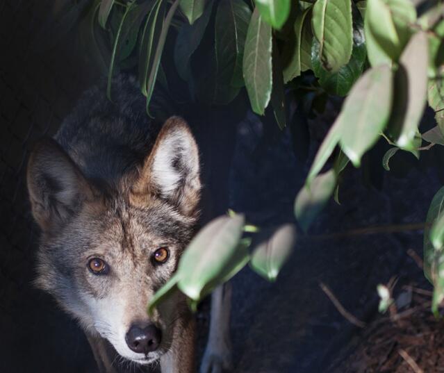 The wolf pack is based on the family, and the low-level wolves have no ...