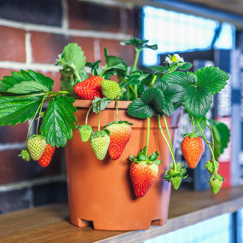How to use potassium dihydrogen phosphate to grow flowers to maximize ...