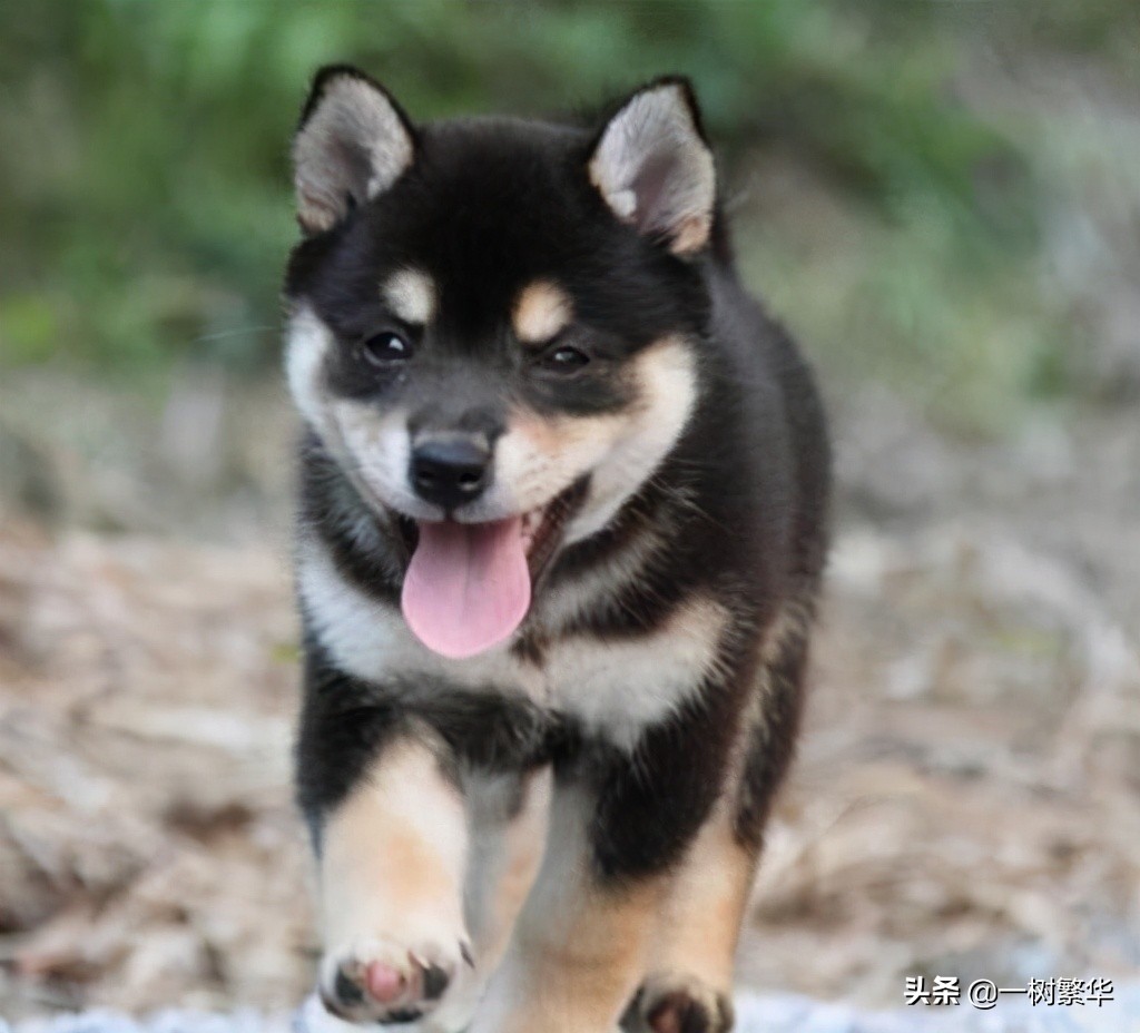 Ancient rural motto: If you don't raise a "four-eyed" dog at home, you ...