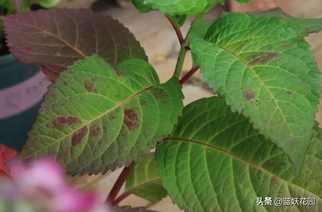 The brown spots on the leaves of hydrangea, is it sunburn or disease ...