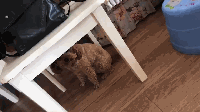 You need to be clear about the reasons why "Teddy" bites - iNEWS