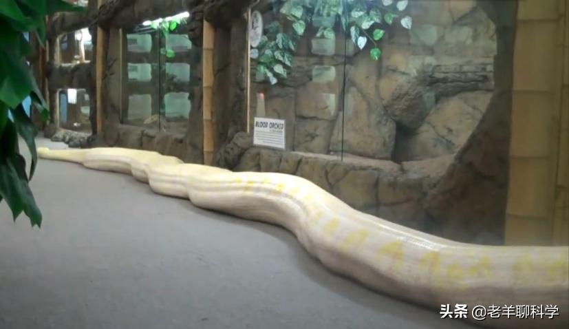 A giant python dropped on a wire in the streets of the Philippines ...
