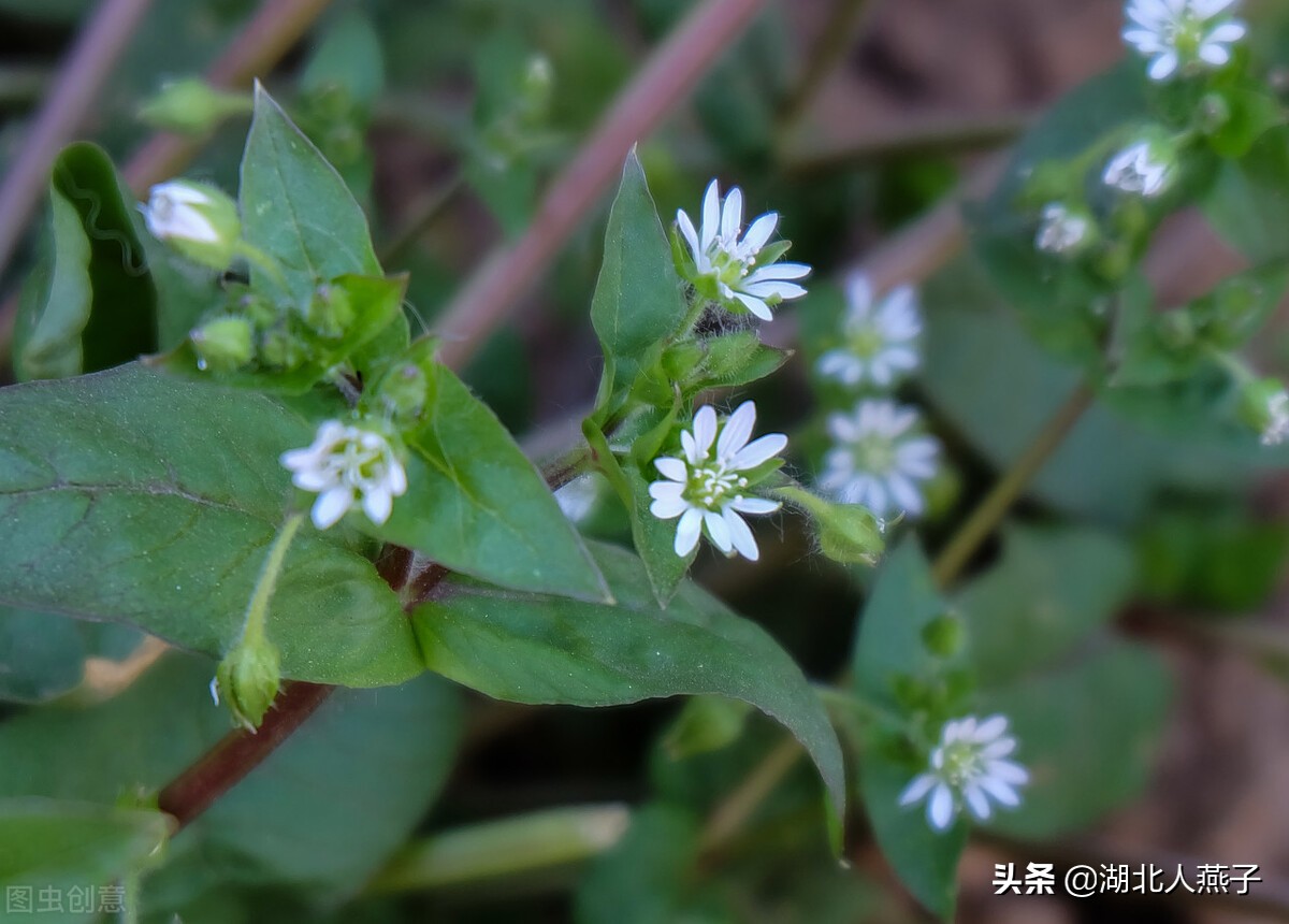 66 big pictures of wild vegetables, show you different wild vegetables ...