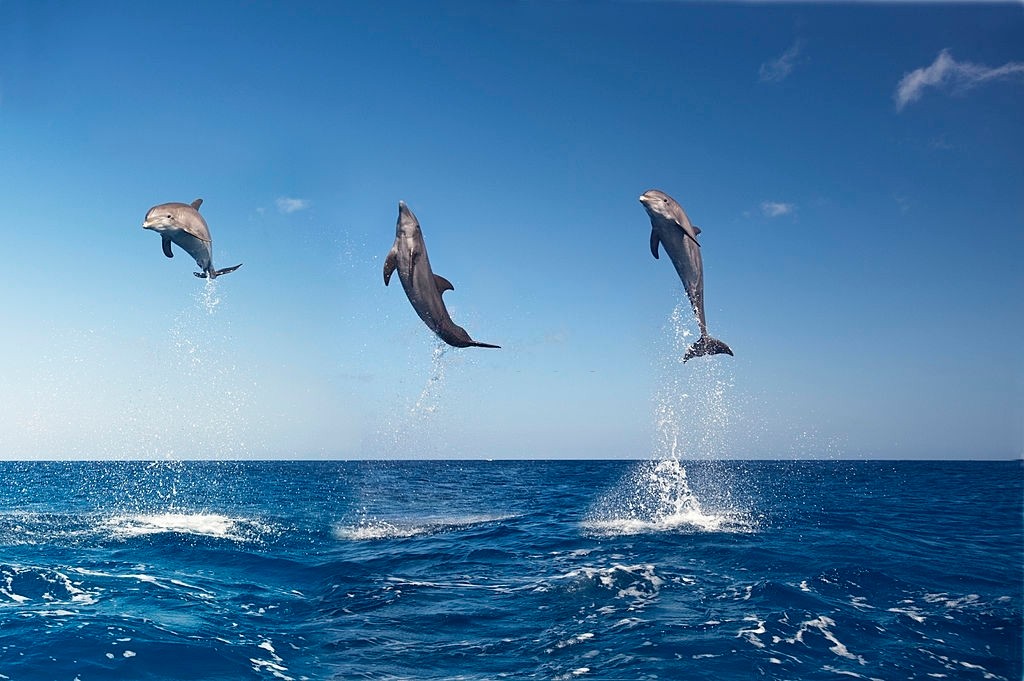 Magical Dolphins (Part 6): American Dolphin Rangers - iNEWS