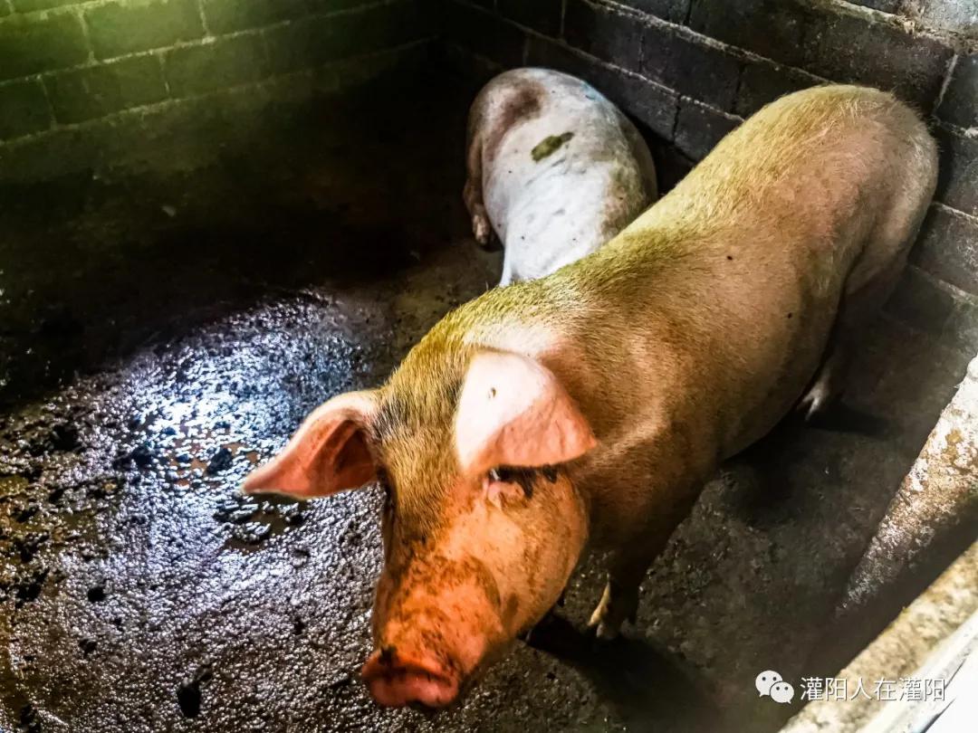 Bacon is paired with Hehua fish, how many times a year I have to taste ...