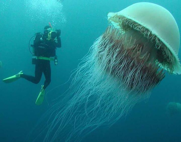The nightmare of Japanese fishermen, the flood of giant jellyfish, they ...