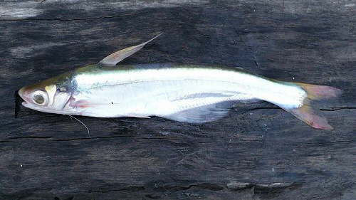 Longli fish's "scam": Mekong river squid dumped China, Barsa fish ...