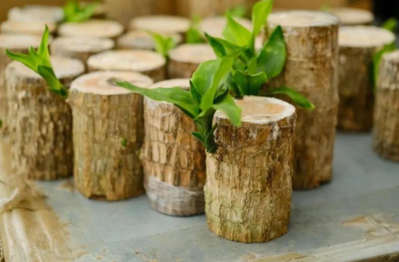 What is the difference between fertilizing flowers and green plants?Use ...