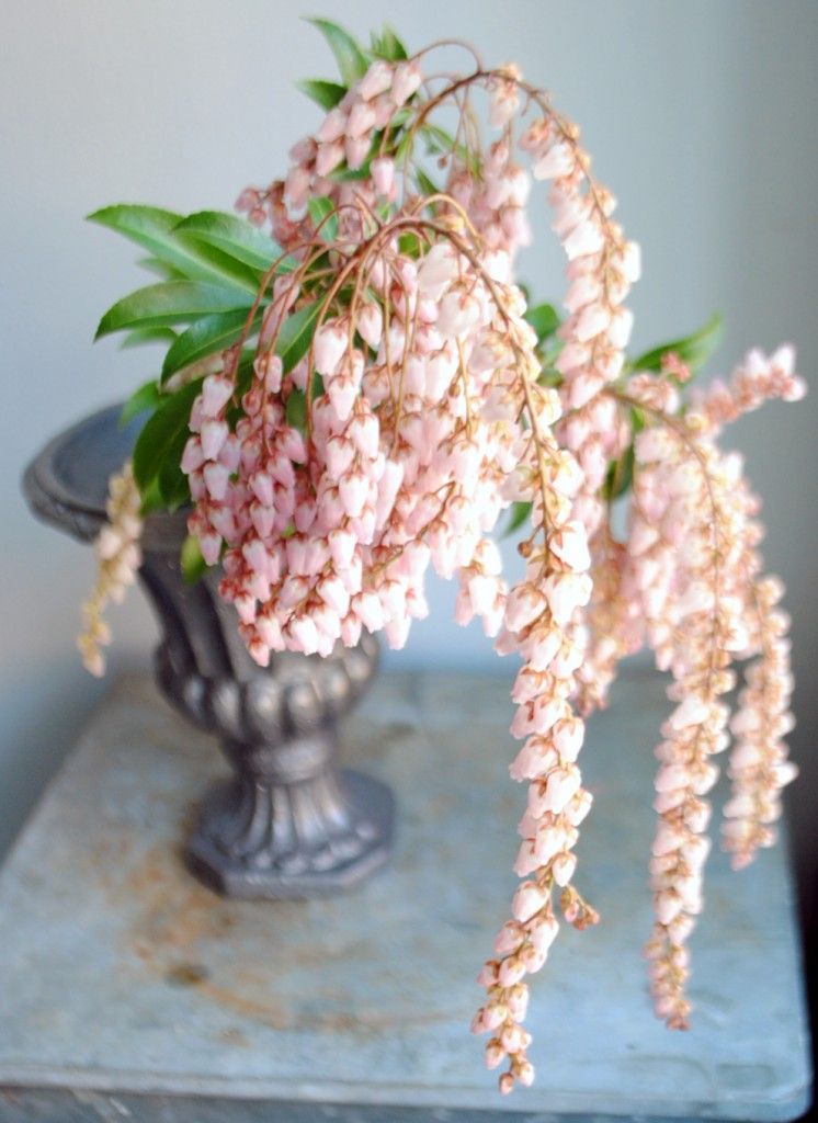 Plant net red Ma Zuimu, why become a small forest in winter? Long ...