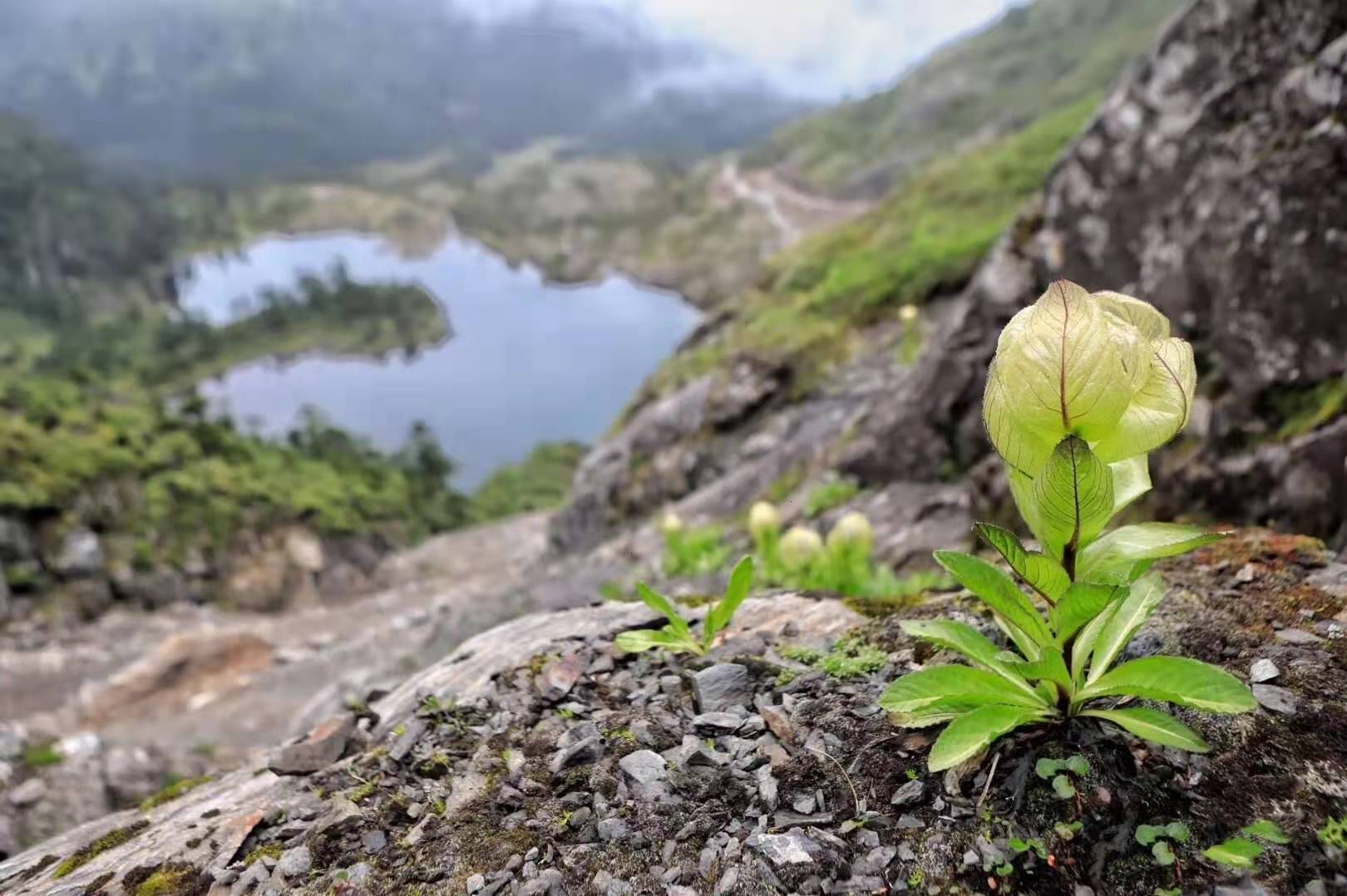 Five rare alpine plants, blooming beautifully, can only be seen but not ...