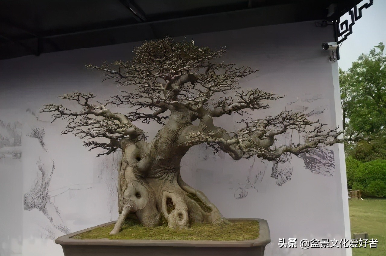 The use of floating branches in bonsai - iNEWS