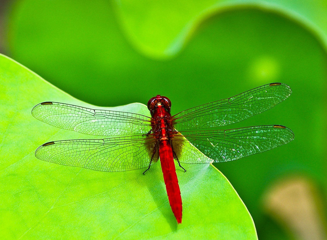 The king of the flying world: dragonfly, scientists have not fully ...