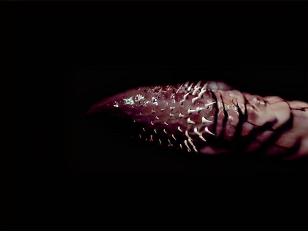 Why do male cats grow barbs and scratch their females when they ...