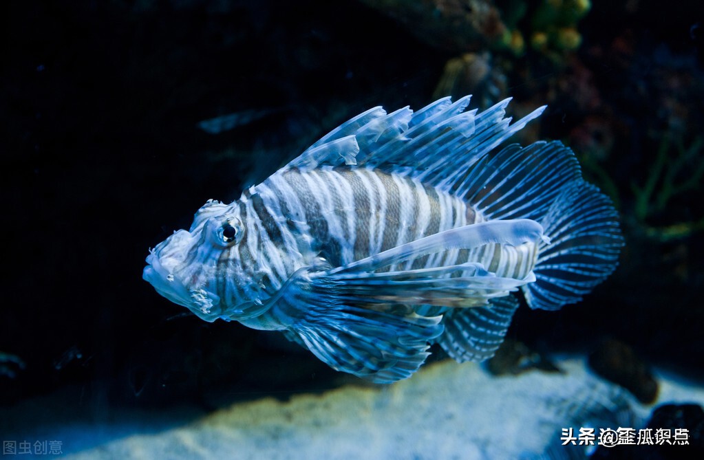 What?The fish's memory is only seven seconds? - iNEWS