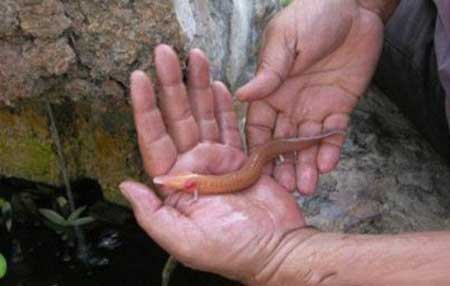 What kind of animal is an axolotl?Why does the hole newt look so much ...