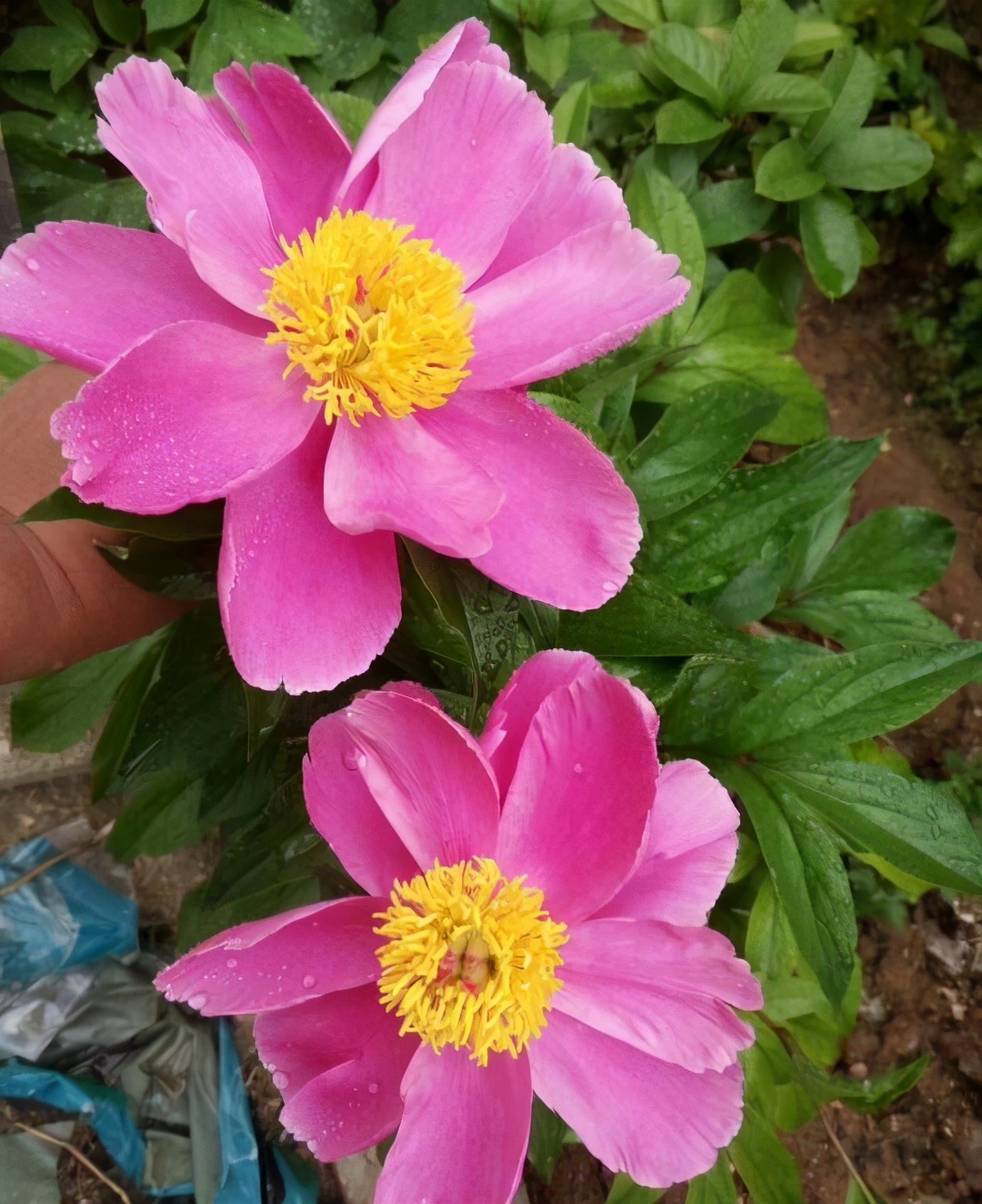 How to raise potted peony?There are 3 small tips to bloom smoothly and ...