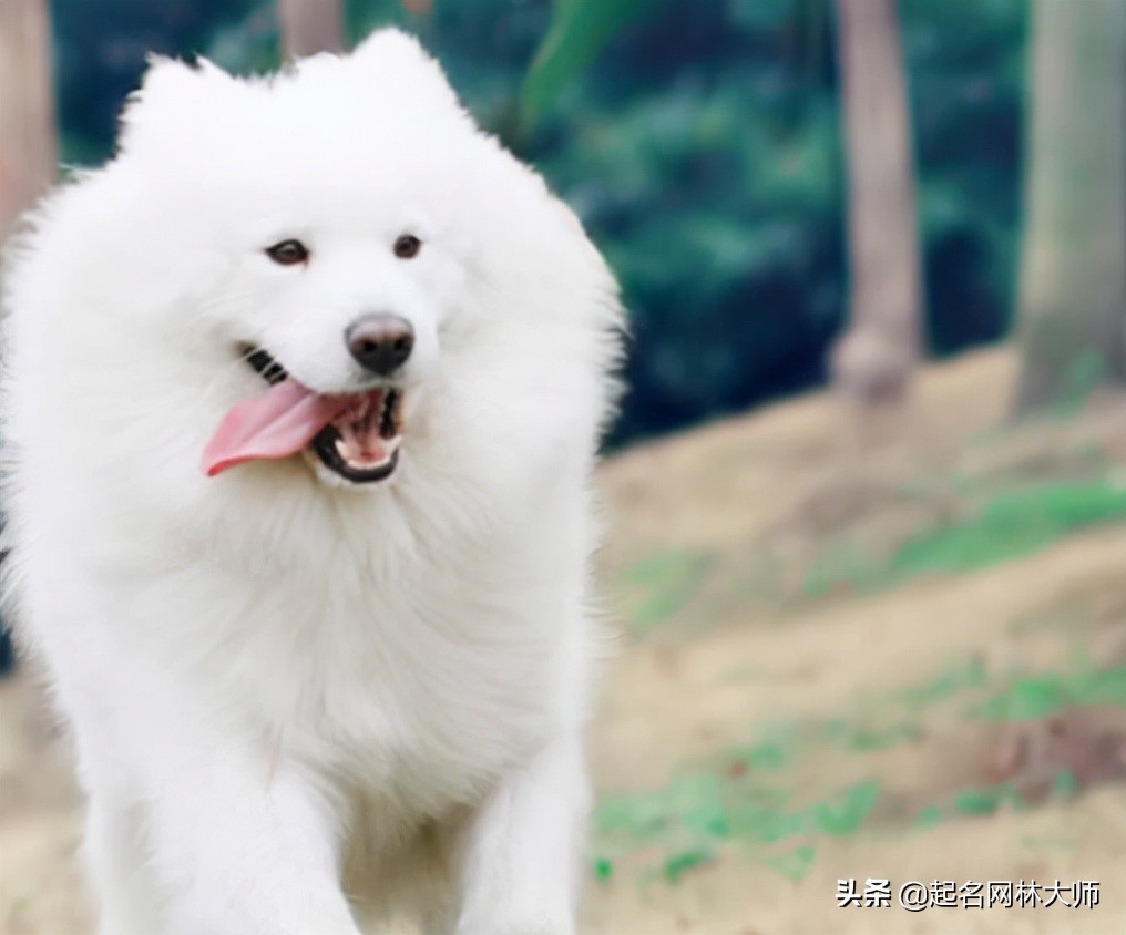 54 "docile" dog names, available on call, obedient and well-behaved - iNEWS