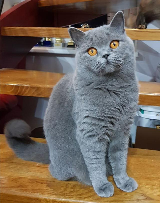 Overly "kind" British short cats will have these performances, which is ...