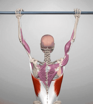 What breathing rhythm should be maintained in pull-ups - iNEWS