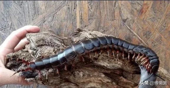 Eat insects all day long, it is inevitable to be killed by insects ...