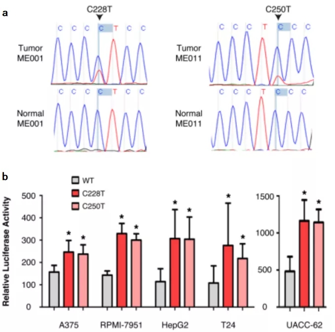 Why can point mutations affect phenotype? - iNEWS