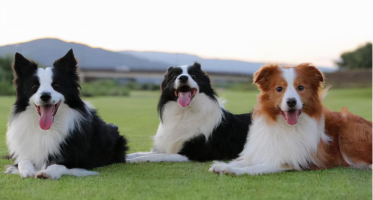 Bian Mu has a high IQ, but he likes to use his high IQ to play tricks ...