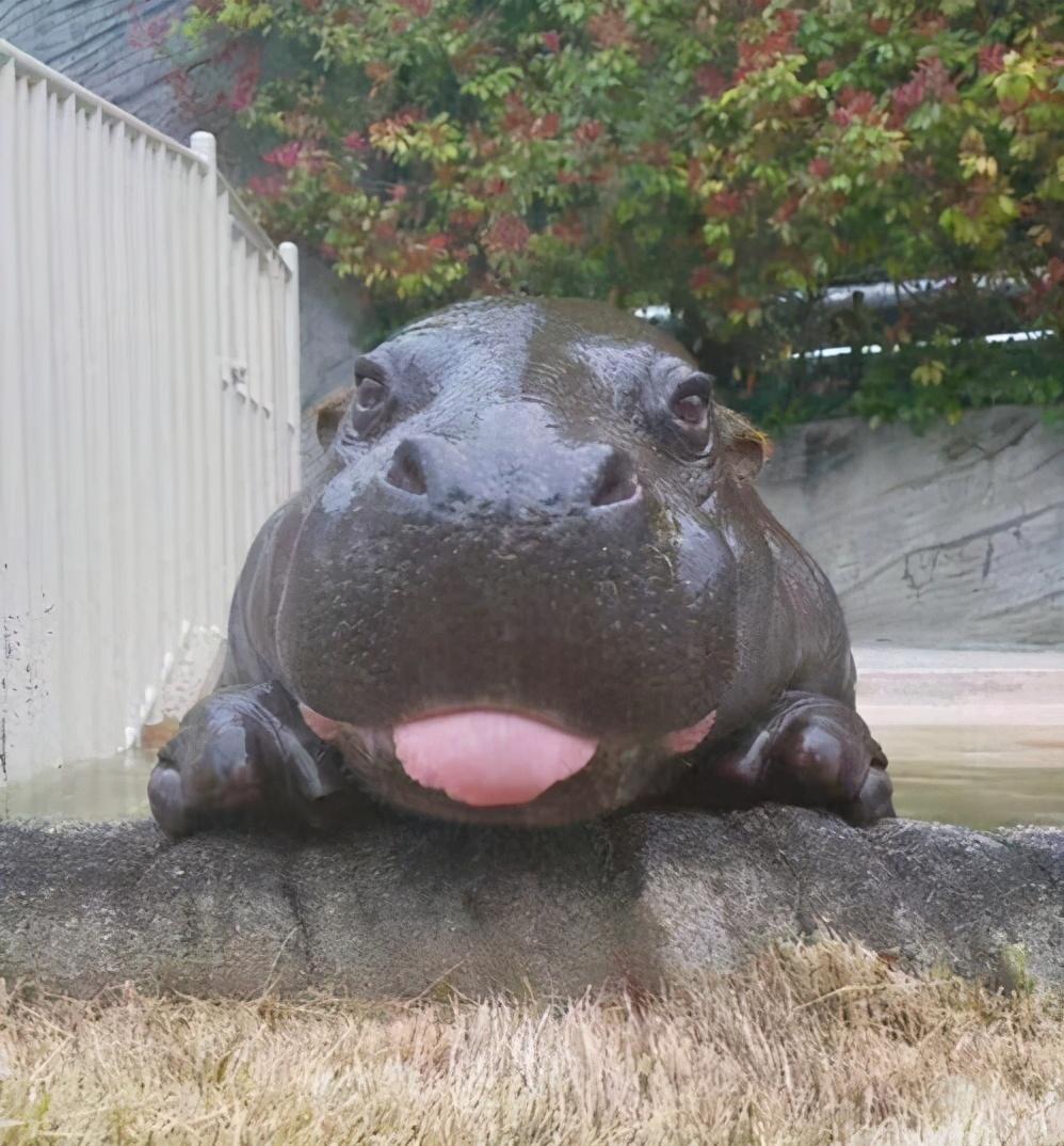 How terrible is hippopotamus feces?With an average daily defecation of ...