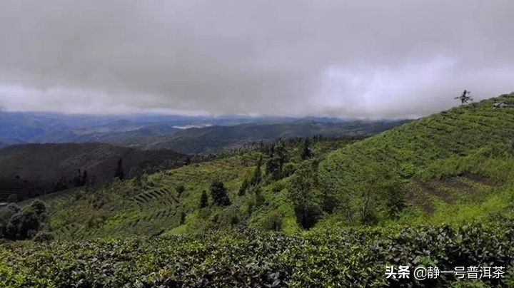 Dayi's first productive force, Bada and Bulangshan tea plantations - iNEWS