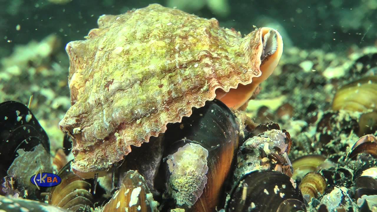 The Chinese conch invaded the Black Sea, flooding and becoming the ...