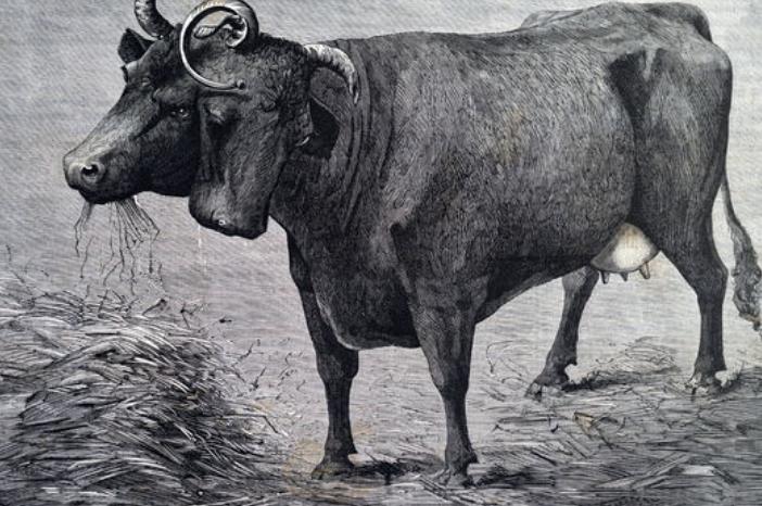 There are two-headed cow cubs in North Macedonia with 4 eyes and 2 ...