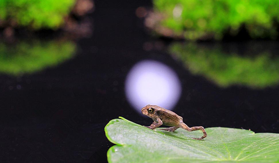 The sound of night frogs and the sound of rain, listening to the frogs ...