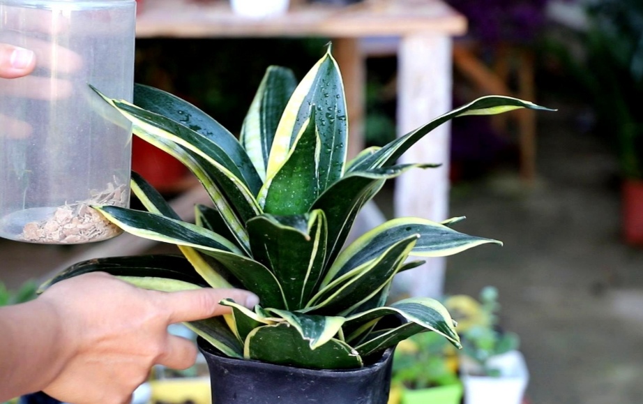 Raise tiger piran in August, feed 1 kind of fertilizer, new leaves will ...