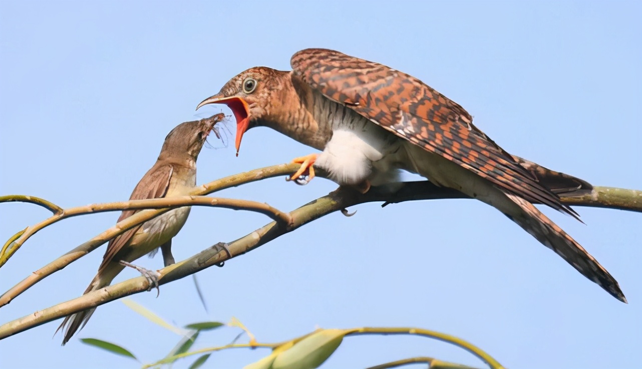 How did the female react when it discovered that the giant cuckoo chick ...