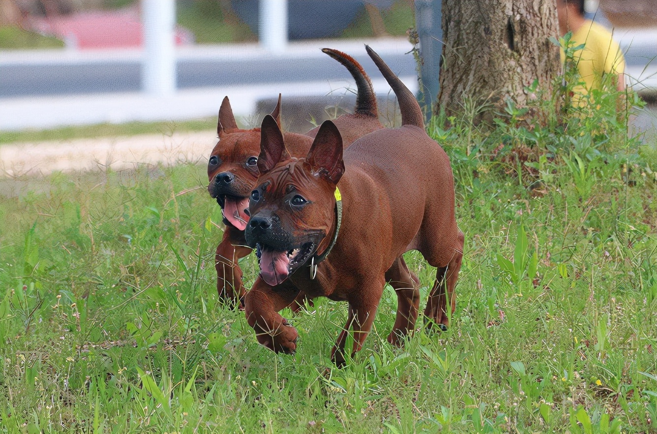 China's 5 rare and excellent dog breeds, one of which is currently only ...