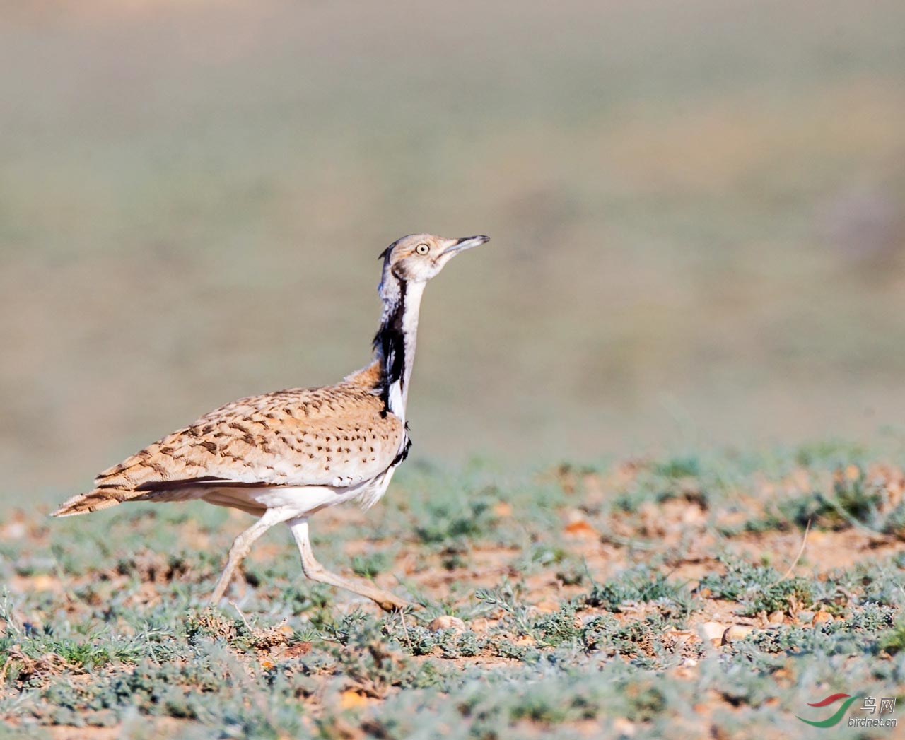 3 species of bustards in Xinjiang, beautiful angels, rare - iNEWS
