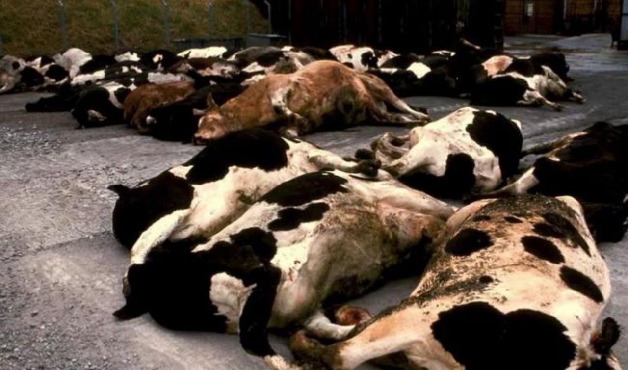 Know the pain now?The mad cow disease reappeared in the United Kingdom ...