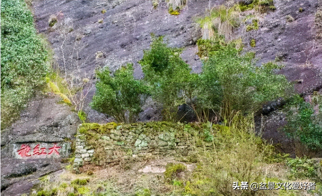 The three most expensive trees in China, one with guards, one with 100 ...