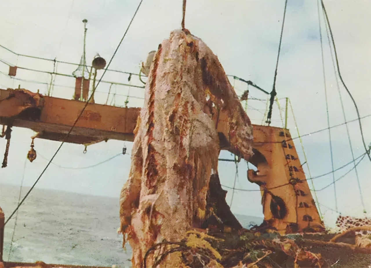 Was the corpse of the "sea monster" picked up by a Japanese fishing ...