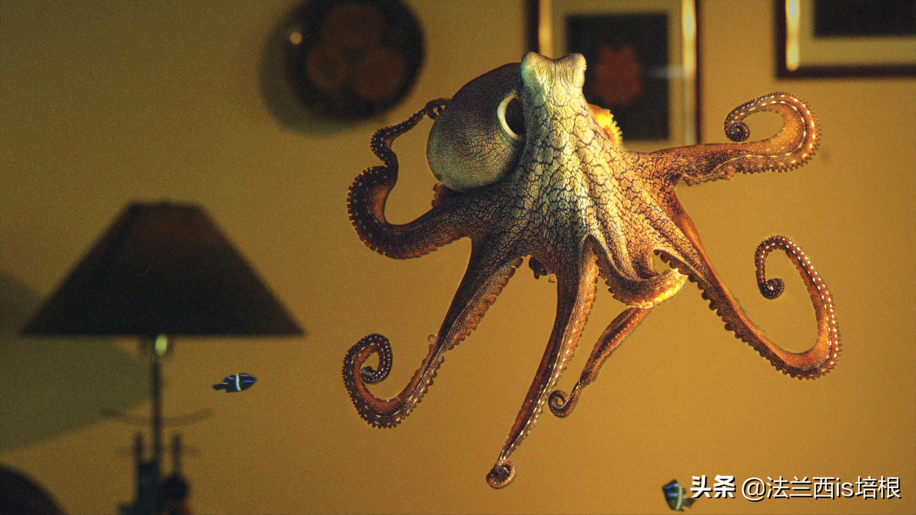 Why is it said that octopus eyes are more advanced than human eyes?Your ...